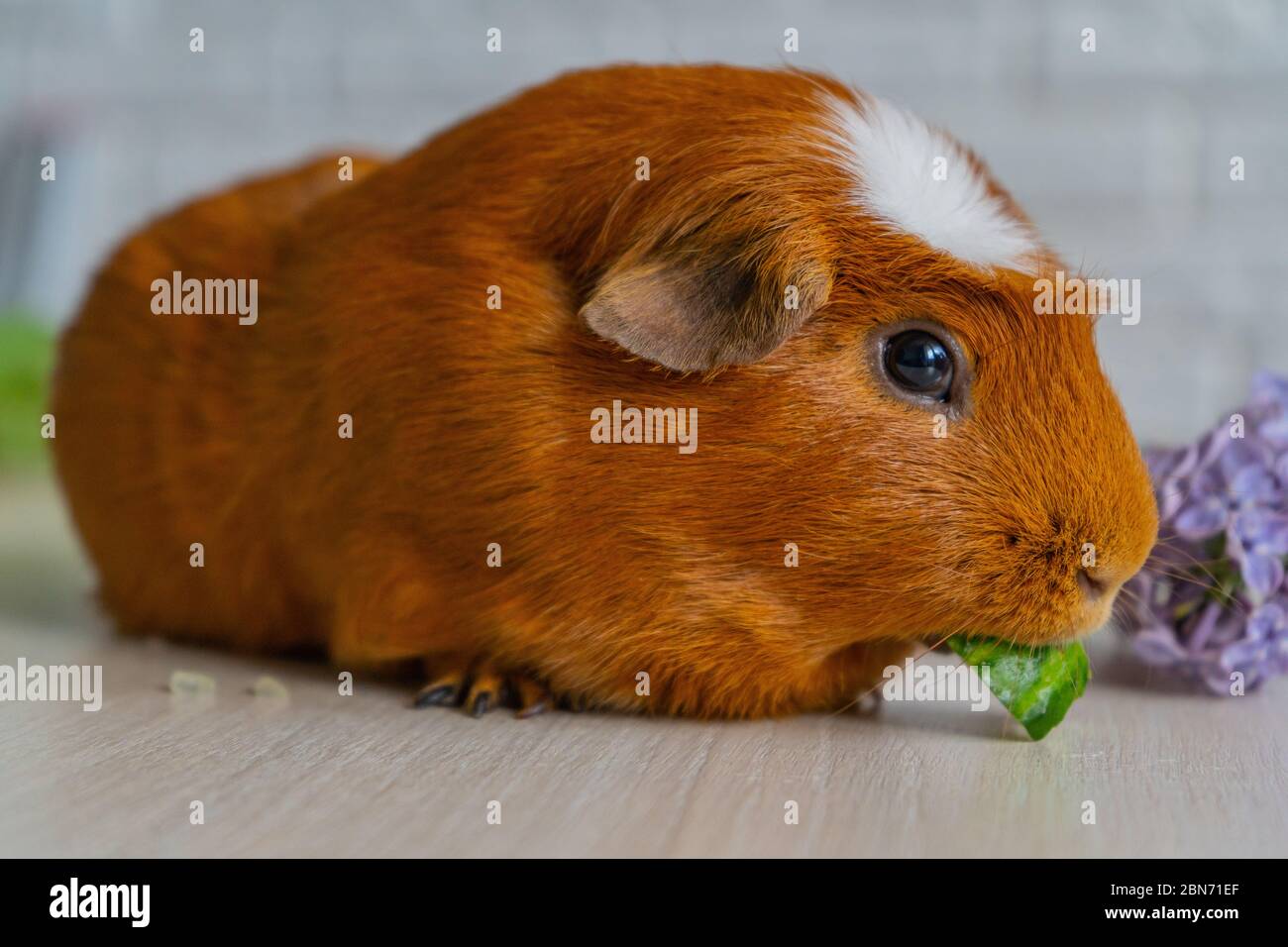 Family caviidae hi-res stock photography and images - Alamy