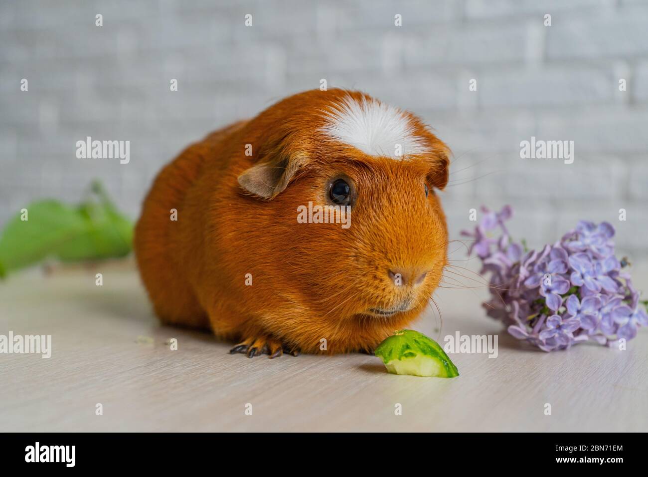 Species of rodent belonging to the family Caviidae and the genus Cavia ...