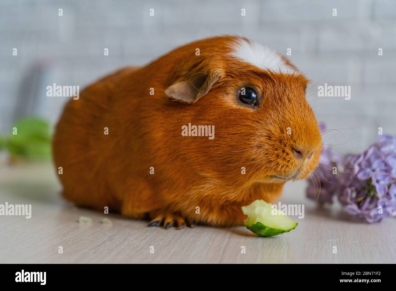 Species of rodent belonging to the family Caviidae and the genus Cavia ...