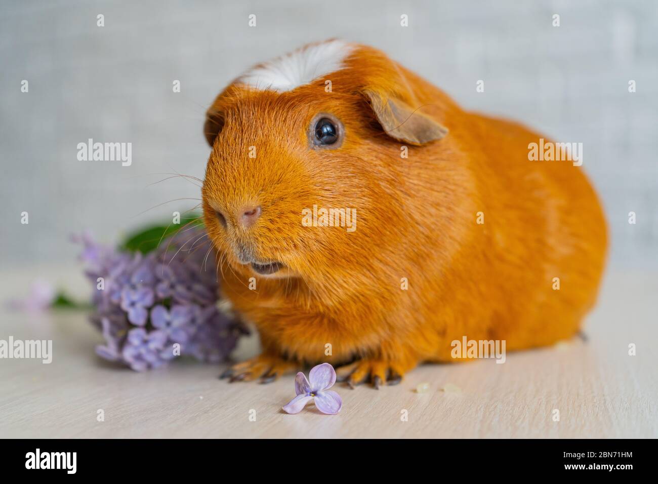 Species of rodent belonging to the family Caviidae and the genus Cavia ...