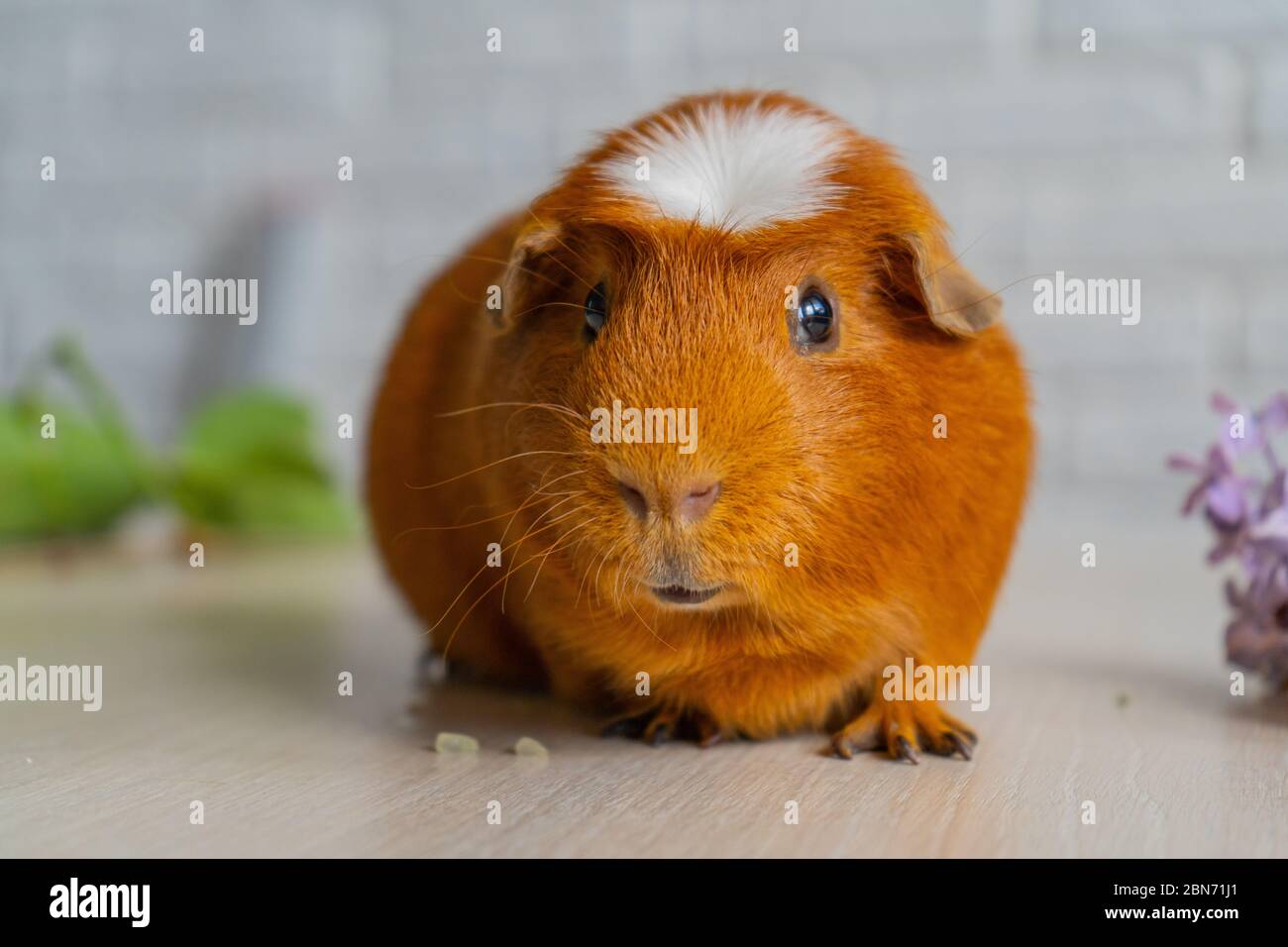 Species of rodent belonging to the family Caviidae and the genus Cavia ...