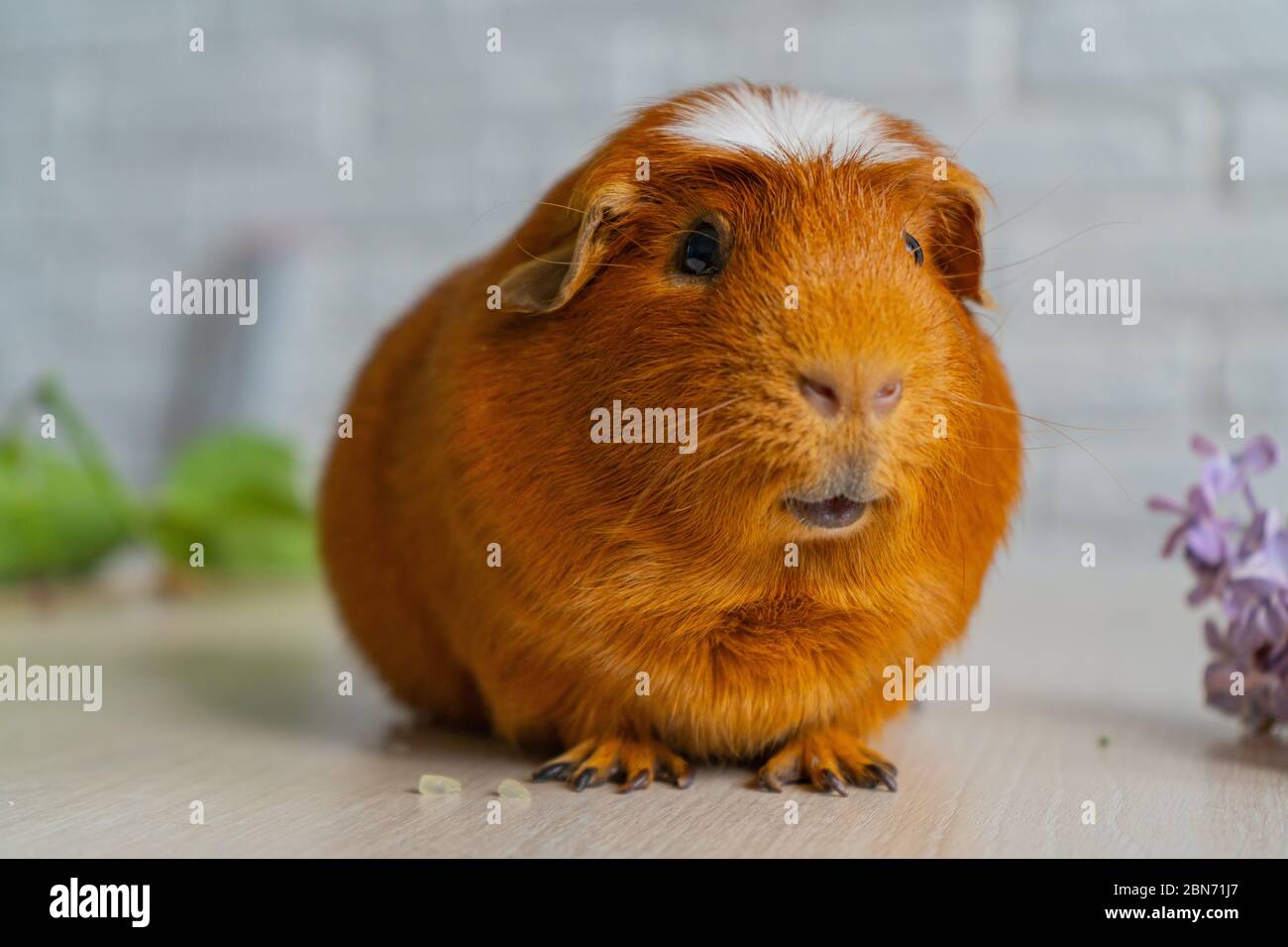 Caviidae genus hi-res stock photography and images - Alamy