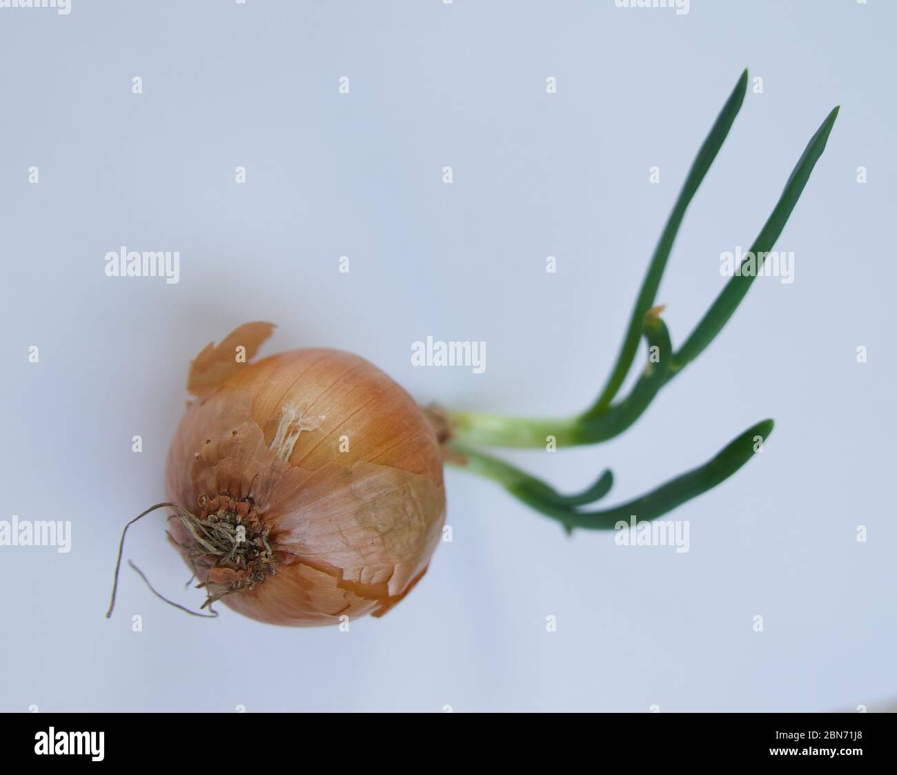 Straggly growth hi-res stock photography and images - Alamy