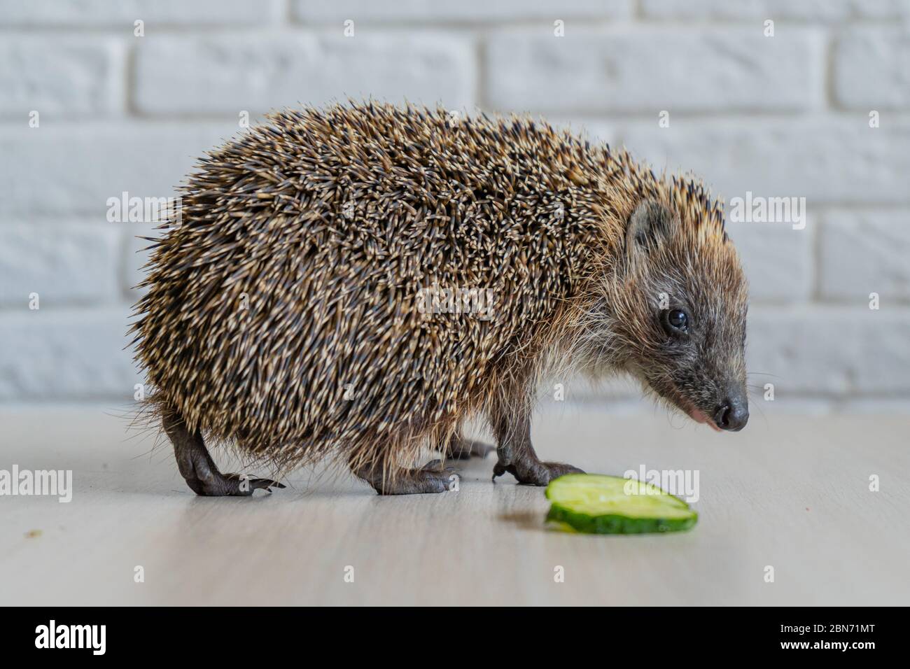 A hedgehog is any of the spiny mammals of the subfamily Erinaceinae, in ...