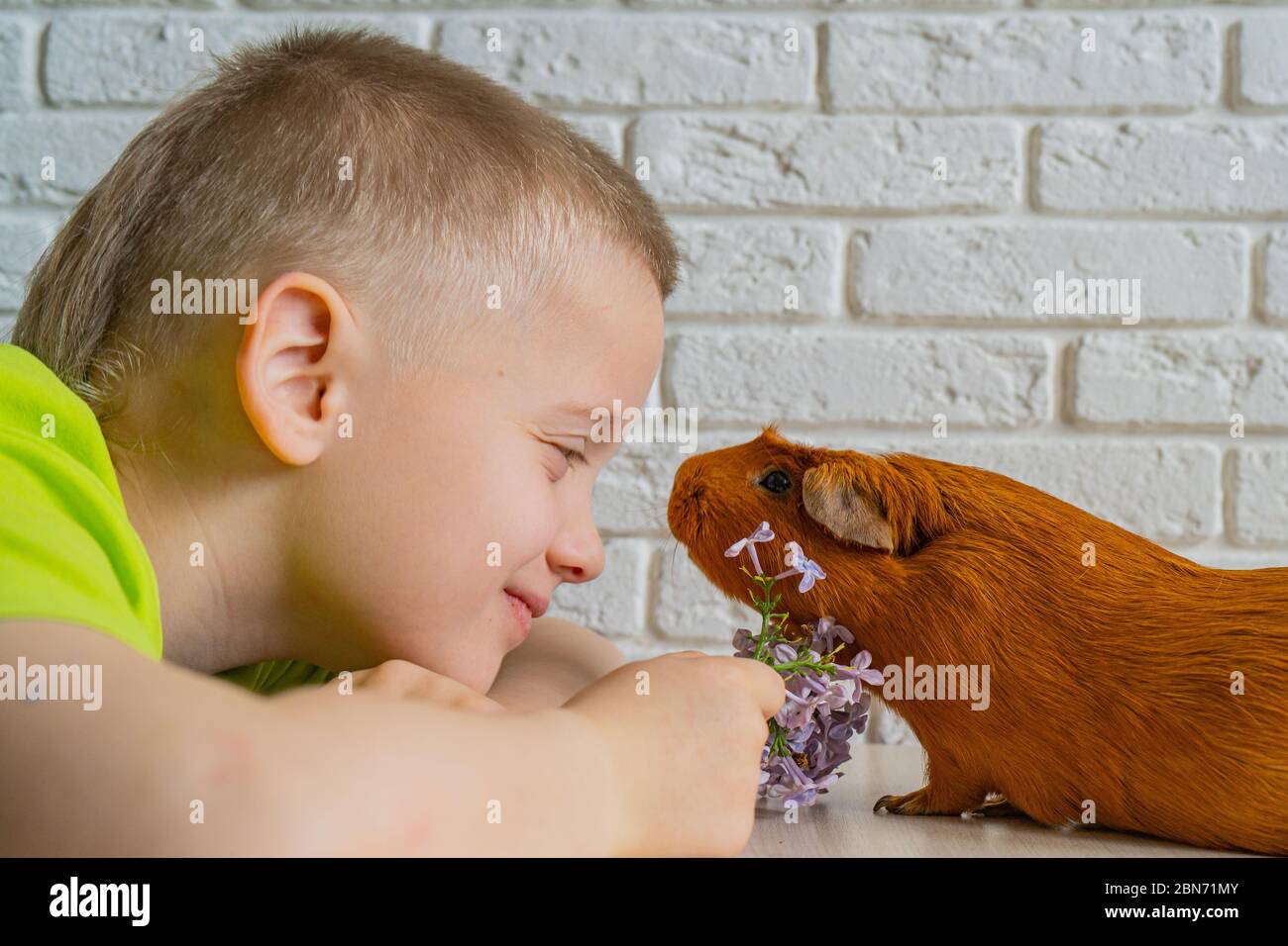 Species of rodent belonging to the family Caviidae and the genus Cavia ...