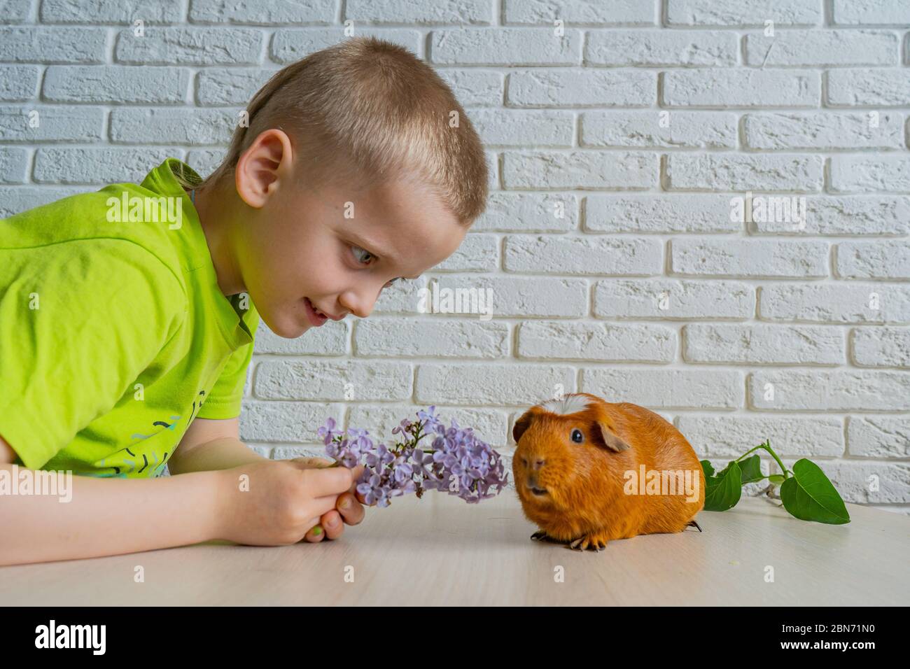 Species of rodent belonging to the family Caviidae and the genus Cavia ...