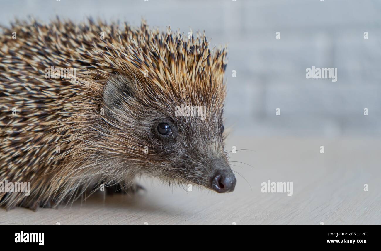 A hedgehog is any of the spiny mammals of the subfamily Erinaceinae, in ...