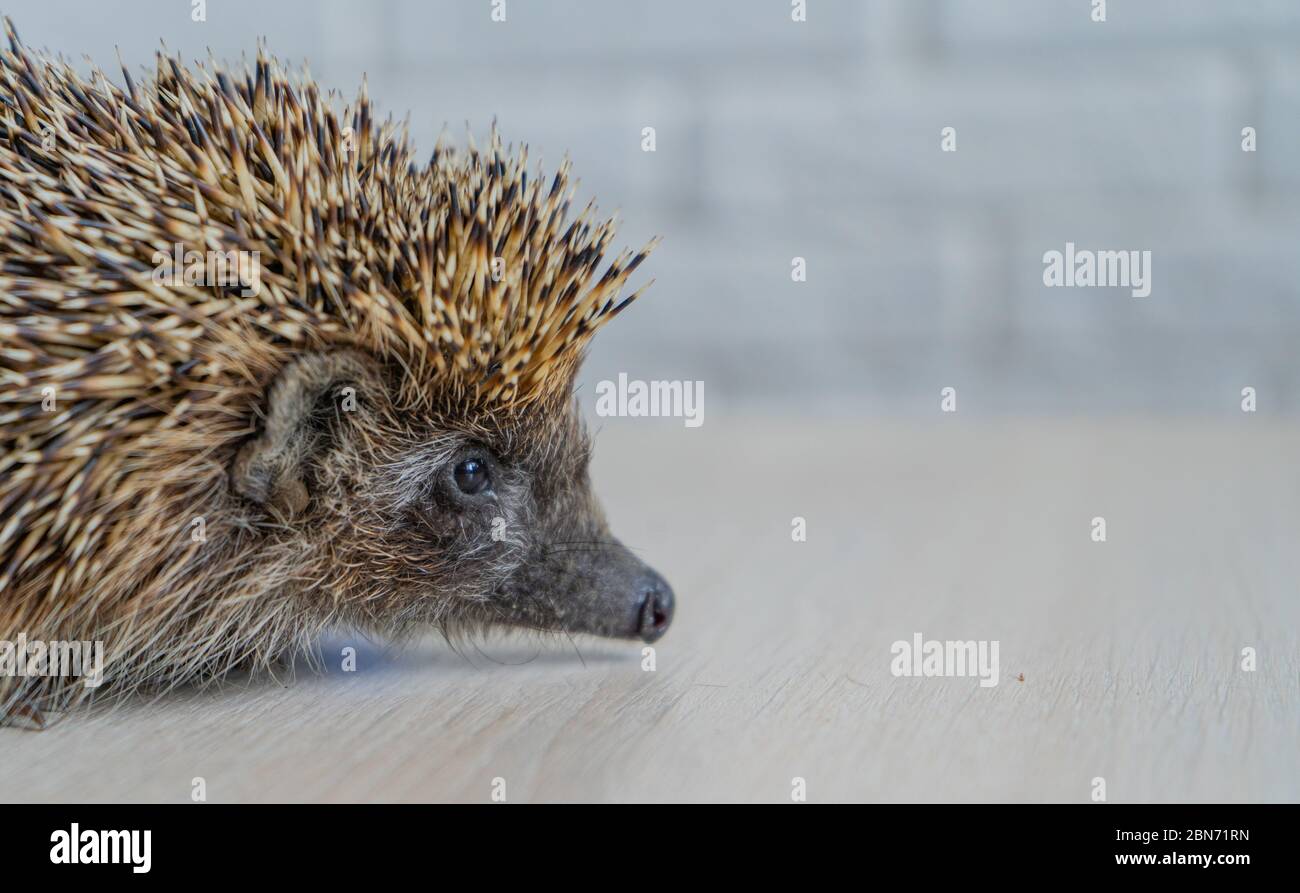 A hedgehog is any of the spiny mammals of the subfamily Erinaceinae, in ...