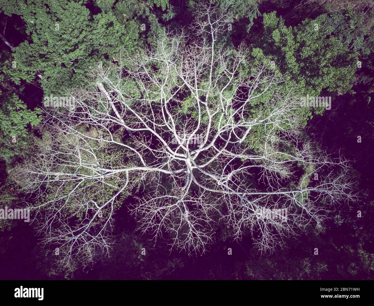 Picture from above of a dead white tree Stock Photo - Alamy
