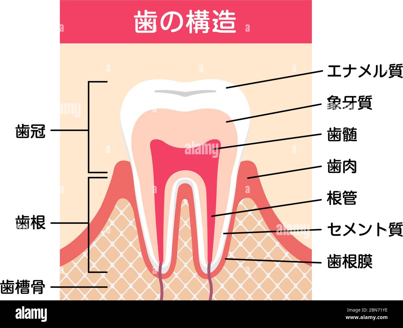 Molar tooth cross section hi-res stock photography and images - Alamy
