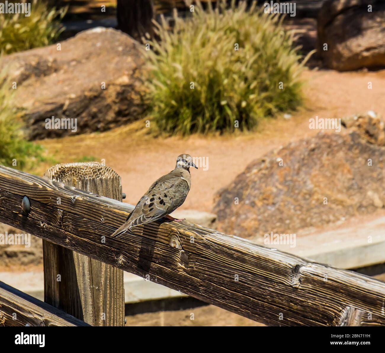 Lone Dove Sitting On Wooden Hand Rail Stock Photo - Alamy