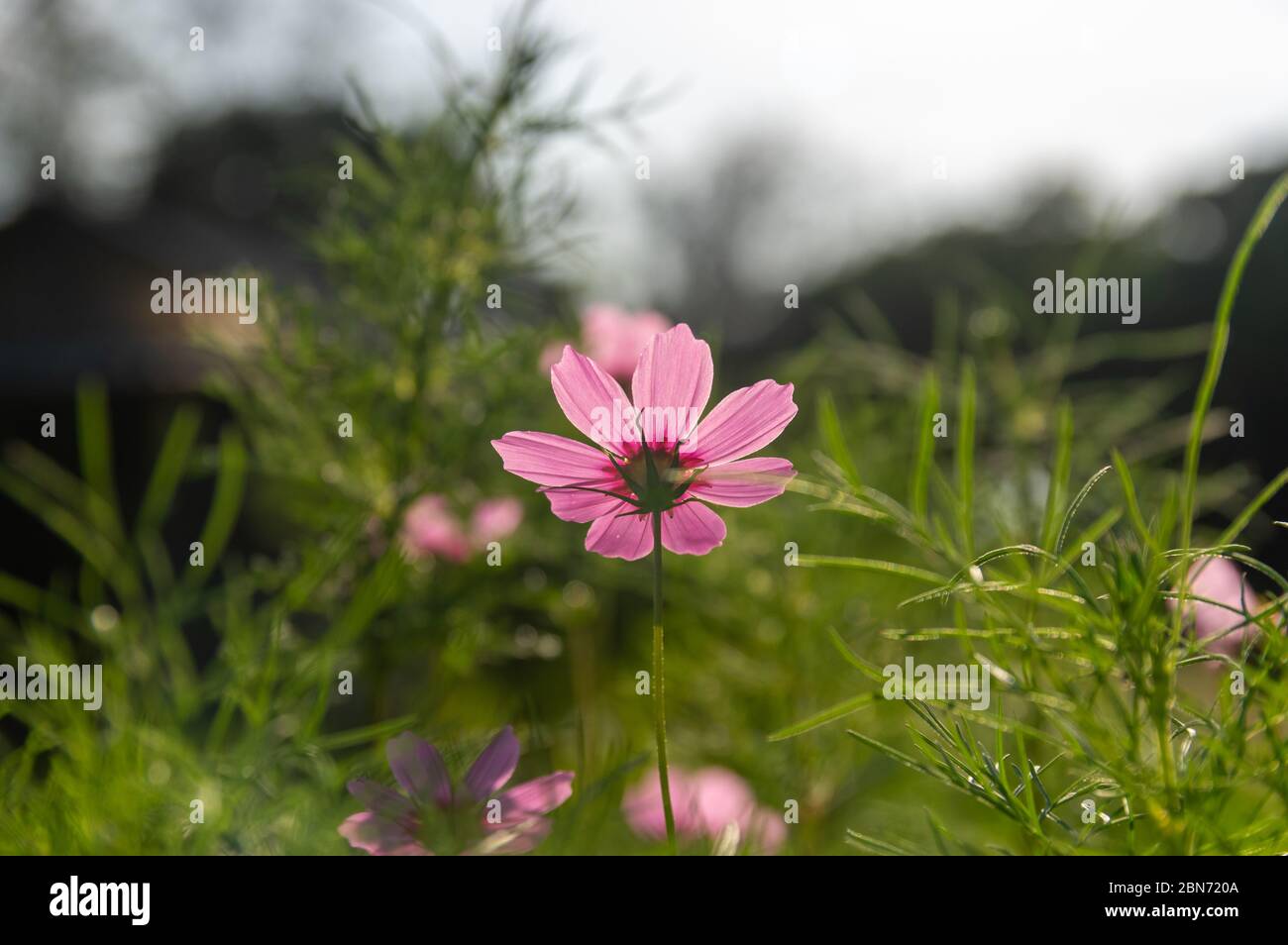 Picture of a mexican aster, garden cosmos (Cosmos bipinnatus Stock ...