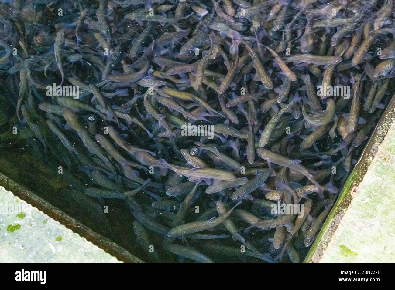 Fish Farm in Costa Rica Stock Photo - Alamy