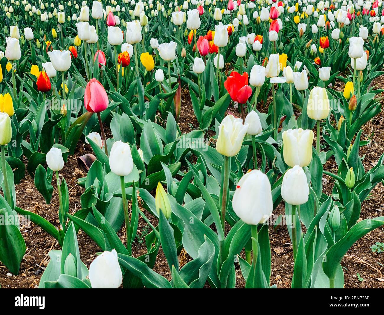 lots of spring tulip flowers of different colors the background Stock ...