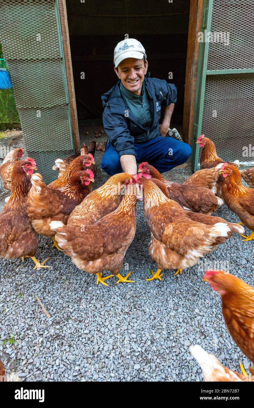 Man Feeding Chickens, Costa Rica Stock Photo - Alamy