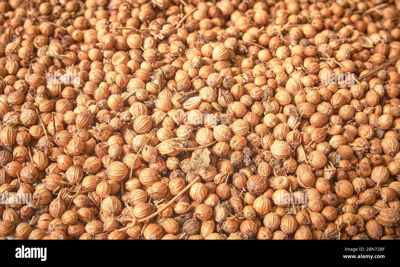 Dhaniya seeds hi-res stock photography and images - Alamy