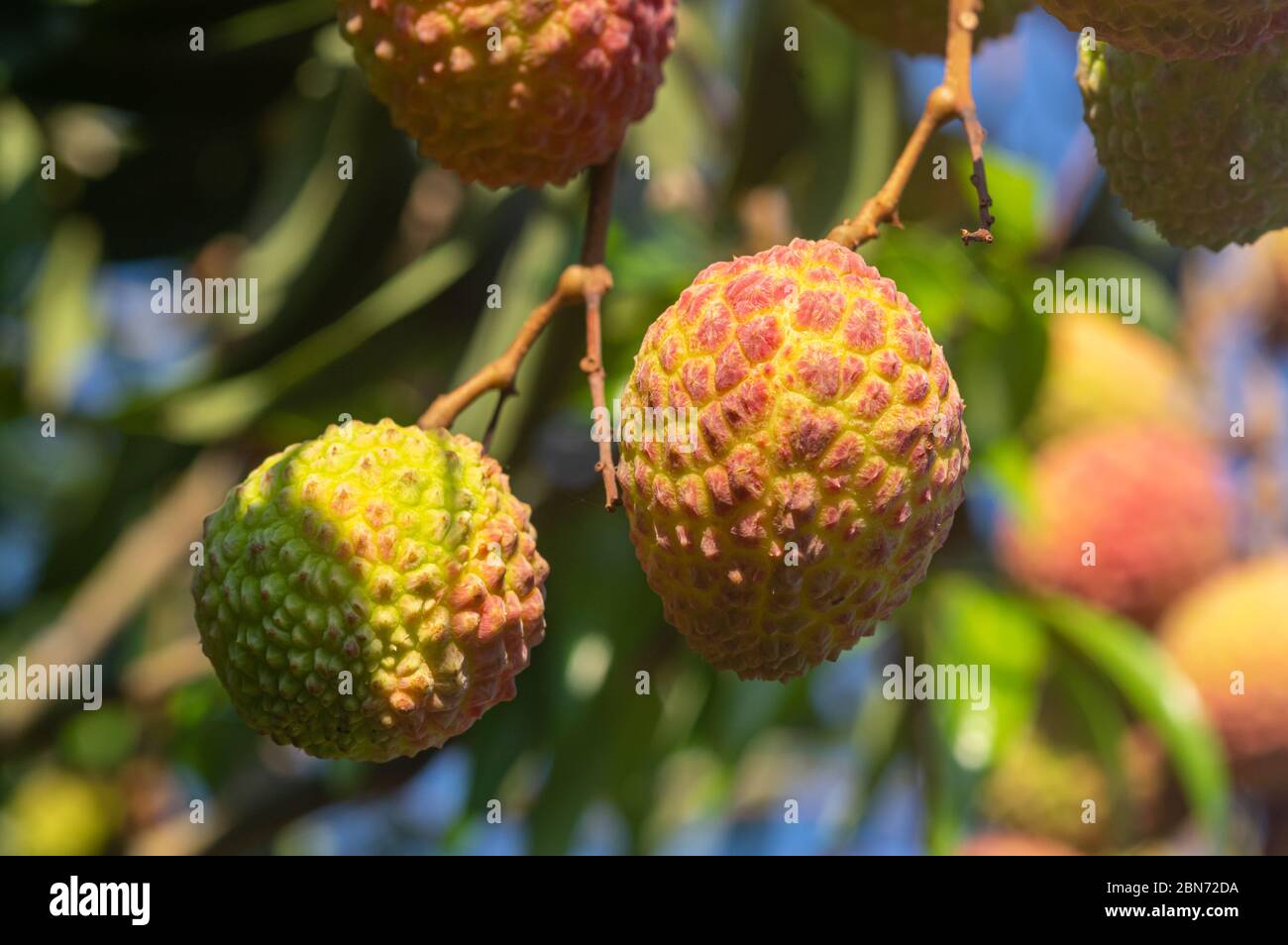 Lichi Tree High Resolution Stock Photography and Images - Alamy