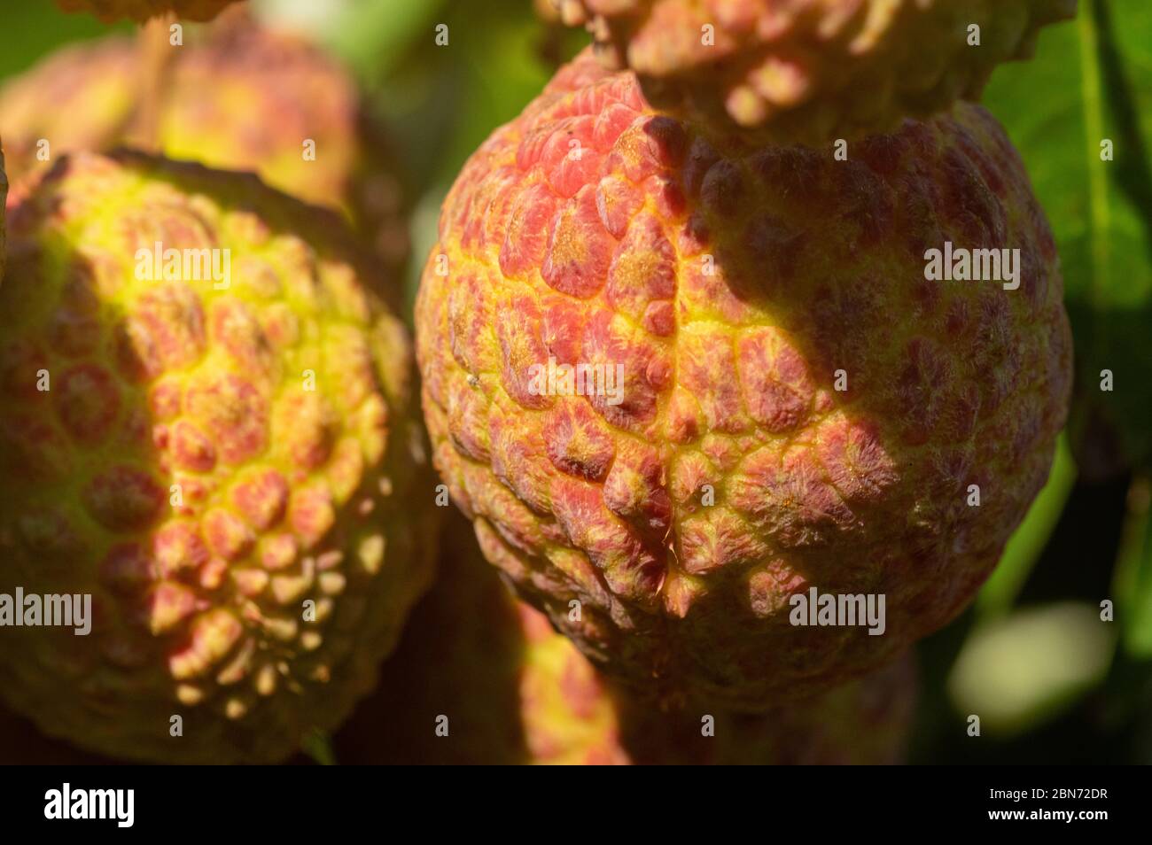 Lichi tree hi-res stock photography and images - Alamy