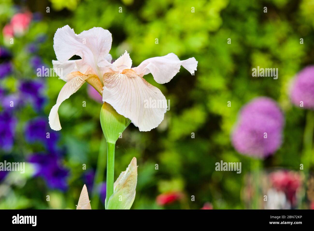 White iris ‘alaska’ hi-res stock photography and images - Alamy
