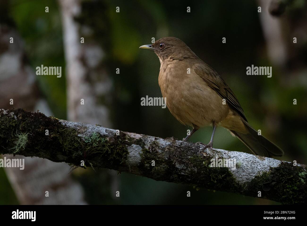 Clay colored hi-res stock photography and images - Alamy