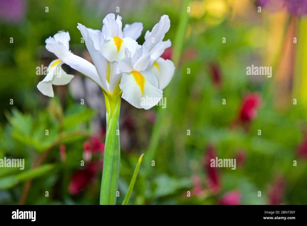 White iris ‘alaska’ hi-res stock photography and images - Alamy