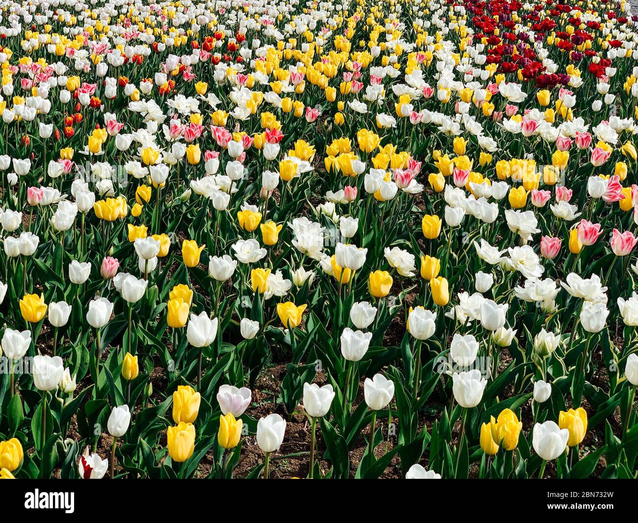 lots of spring tulip flowers of different colors the background Stock ...