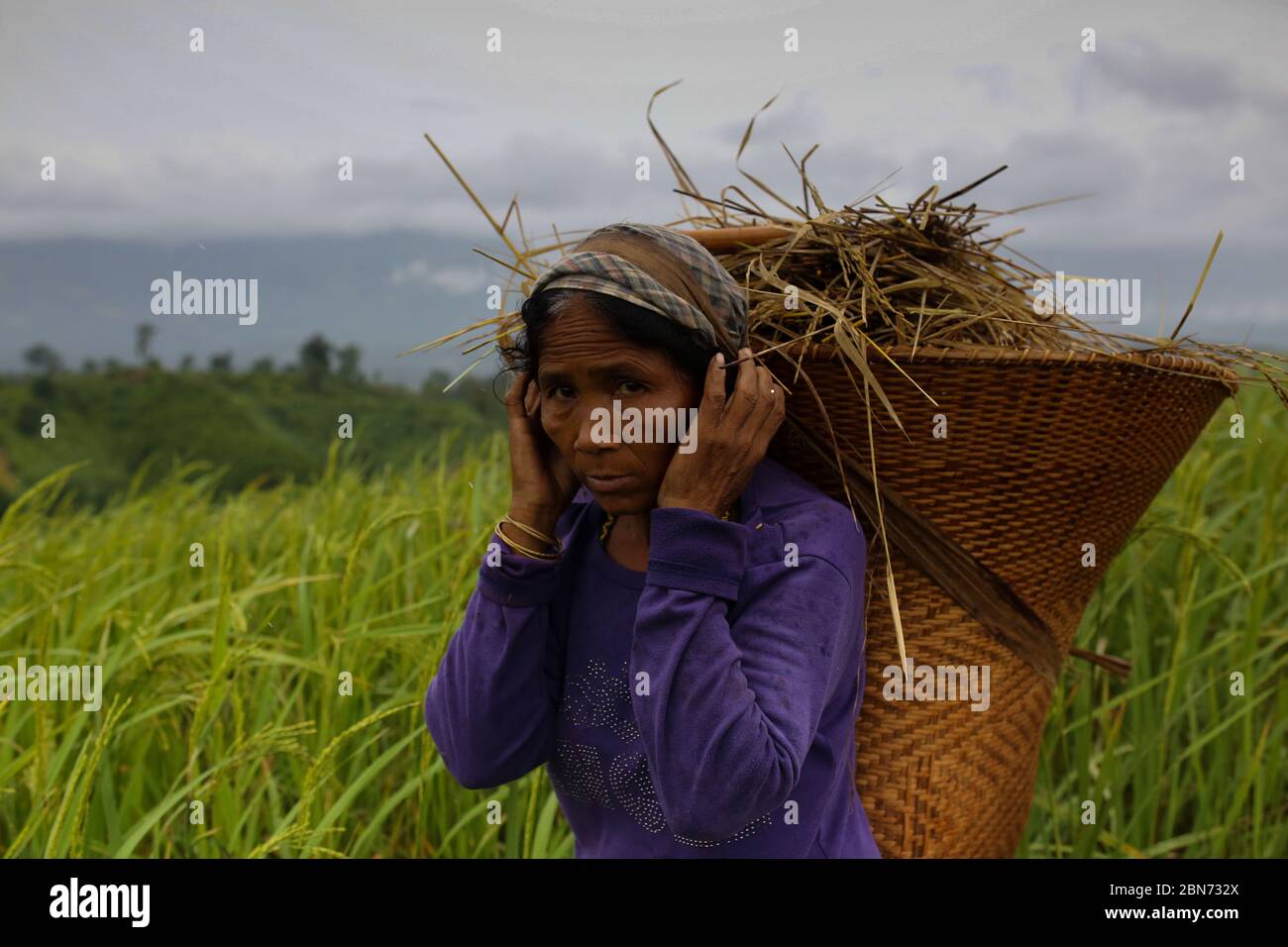 A tribal woman harvesting paddy at Thanchi in Bandarban, Bangladesh on ...