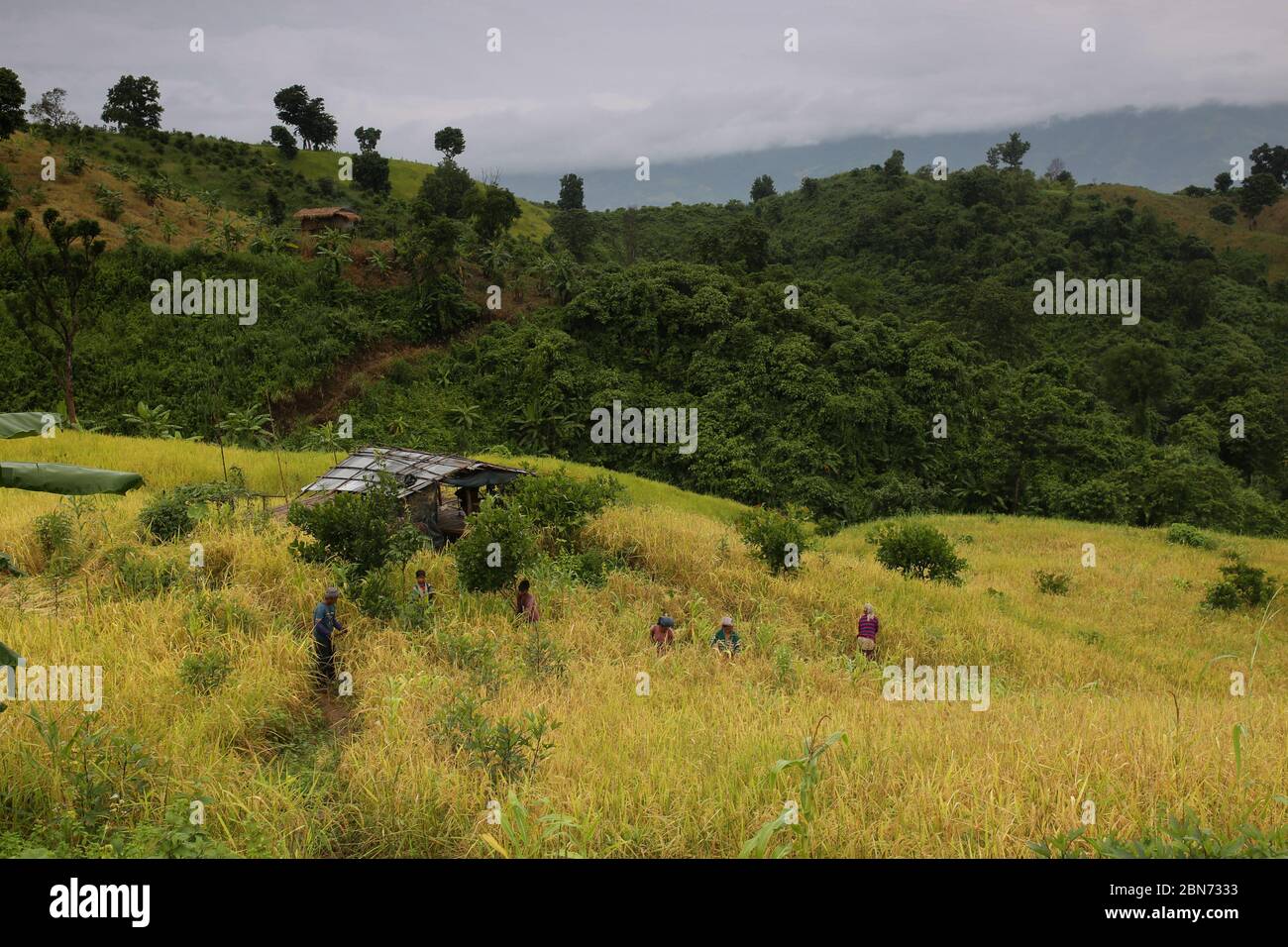 Culture jhum hi-res stock photography and images - Alamy