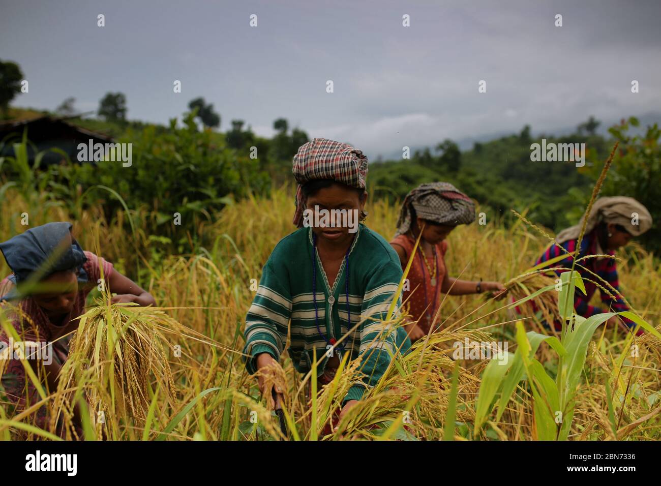 Jhum hi-res stock photography and images - Alamy