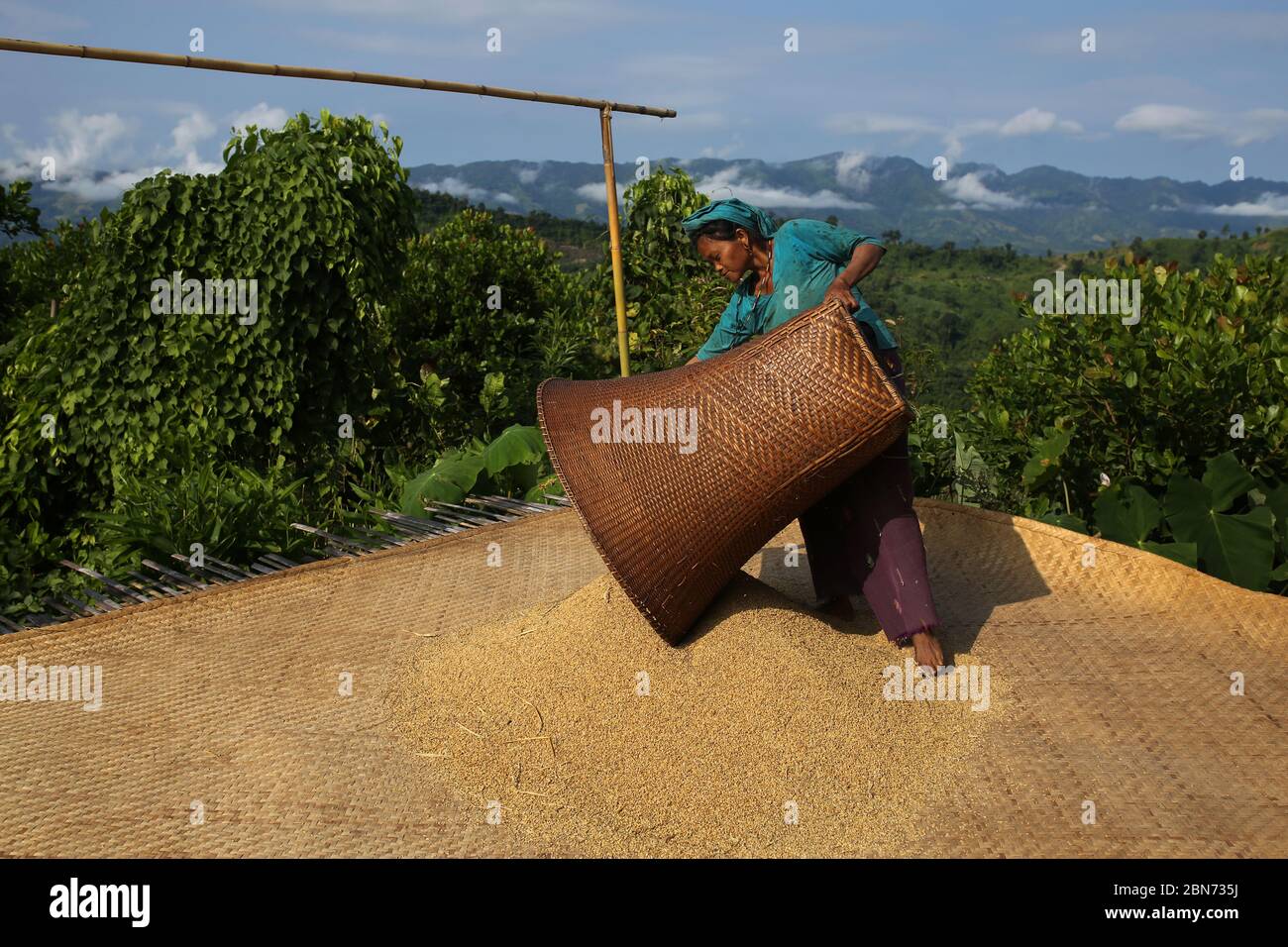 A tribal woman processing paddy on her Machang during the harvesting ...