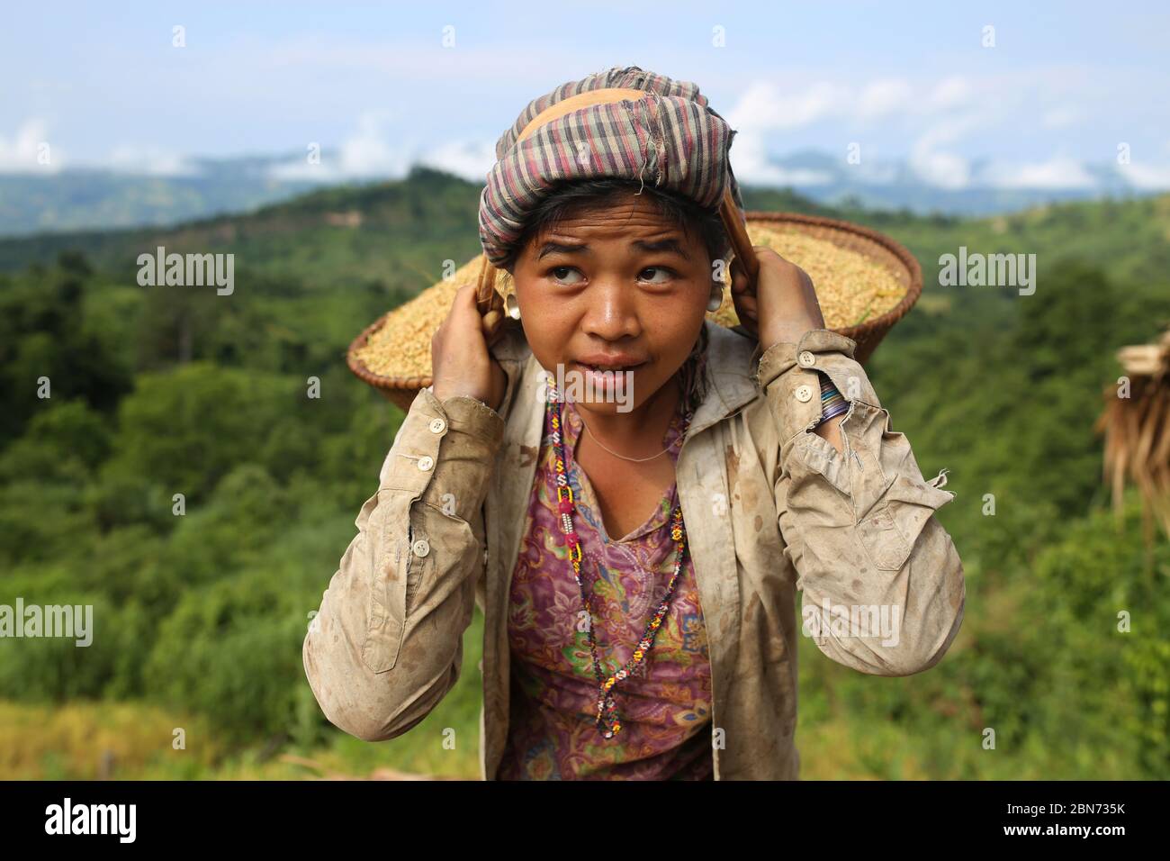 A tribal woman carries full basket of paddy on during the harvesting ...