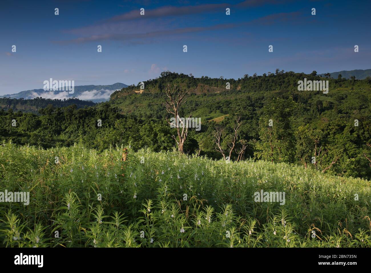 Machangs hi-res stock photography and images - Alamy