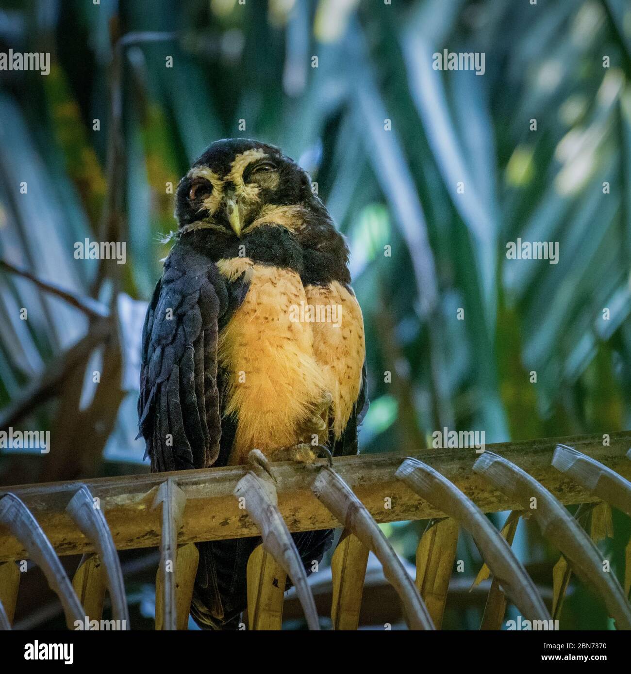 Spectacled Owl (Pulsatrix perspicillata), Costa Rica Stock Photo - Alamy