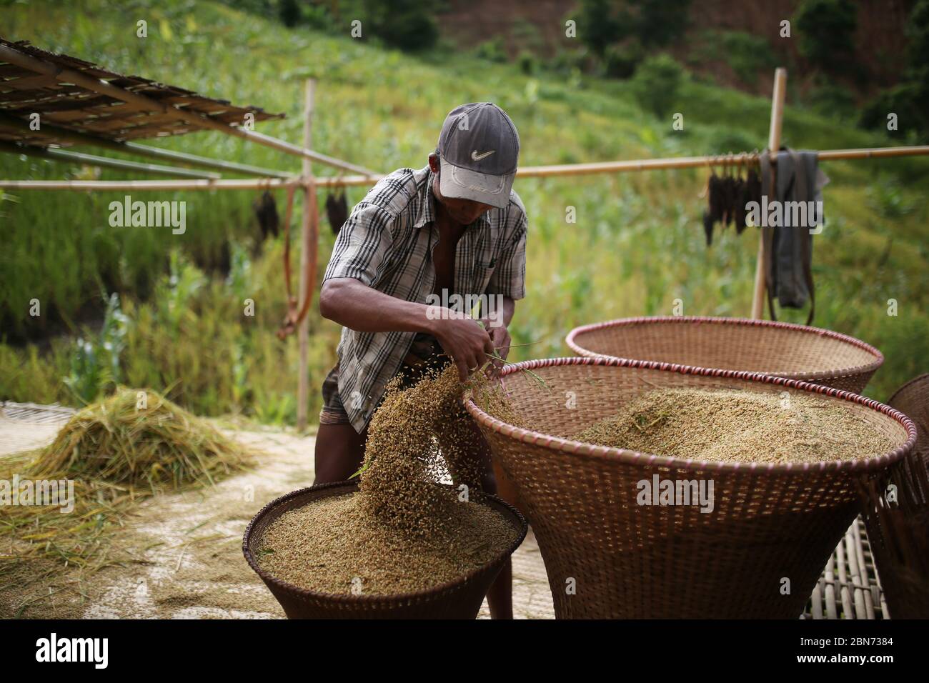 A tribal man processing paddy on her Machang during the harvesting ...