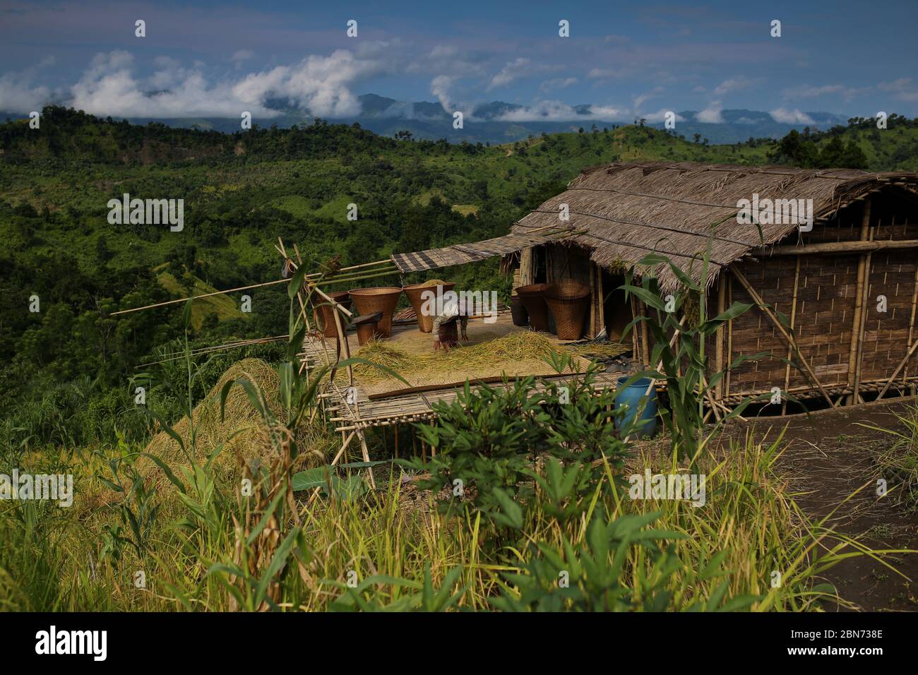 A tribal woman processing paddy on her Machang during the harvesting ...