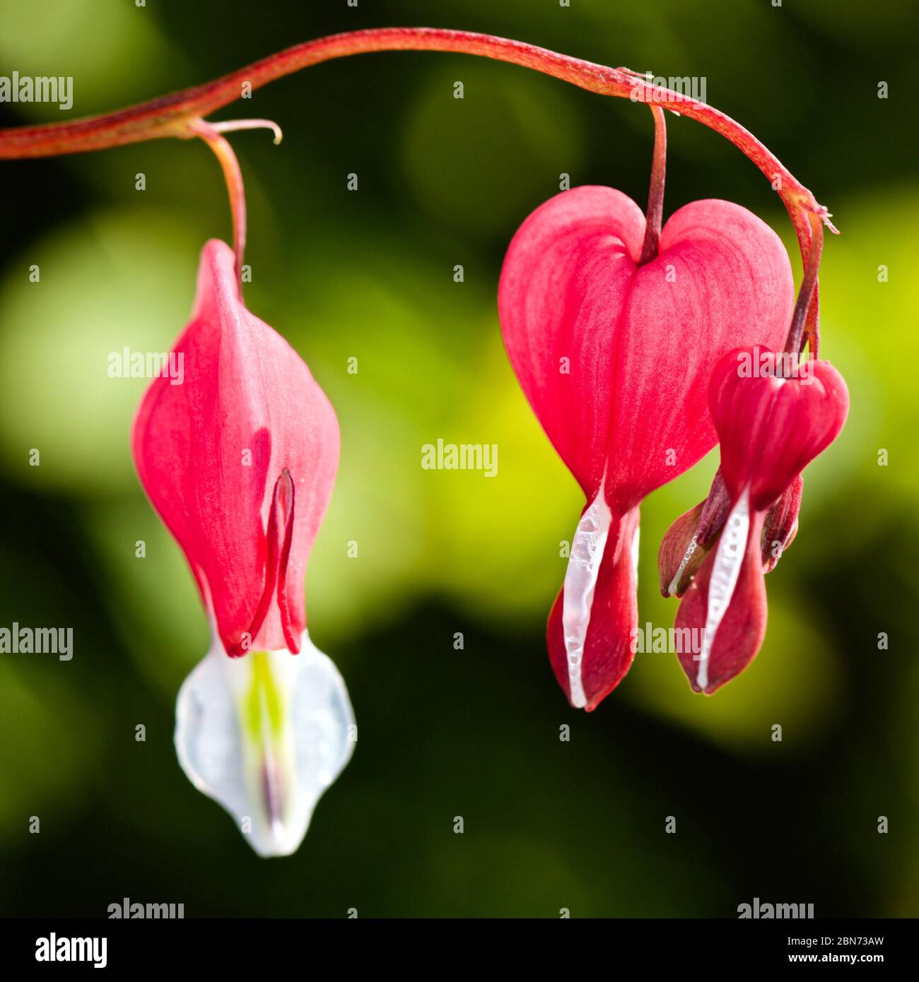Lamprocapnos spectabilis bleeding heart Stock Photo - Alamy