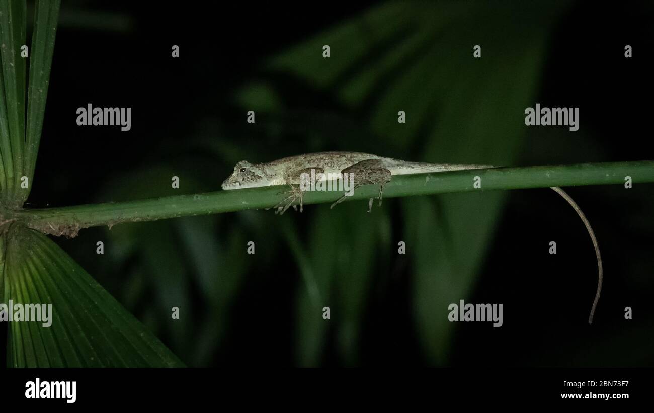 Slender anole anolis limifrons hi-res stock photography and images - Alamy