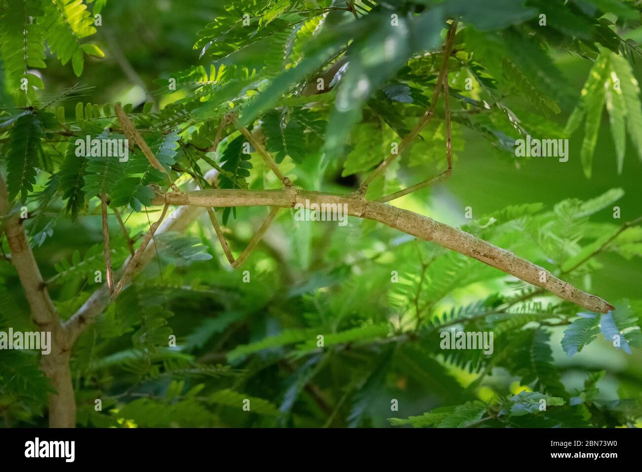 A Walking Stick Insect, Costa Rica Stock Photo - Alamy