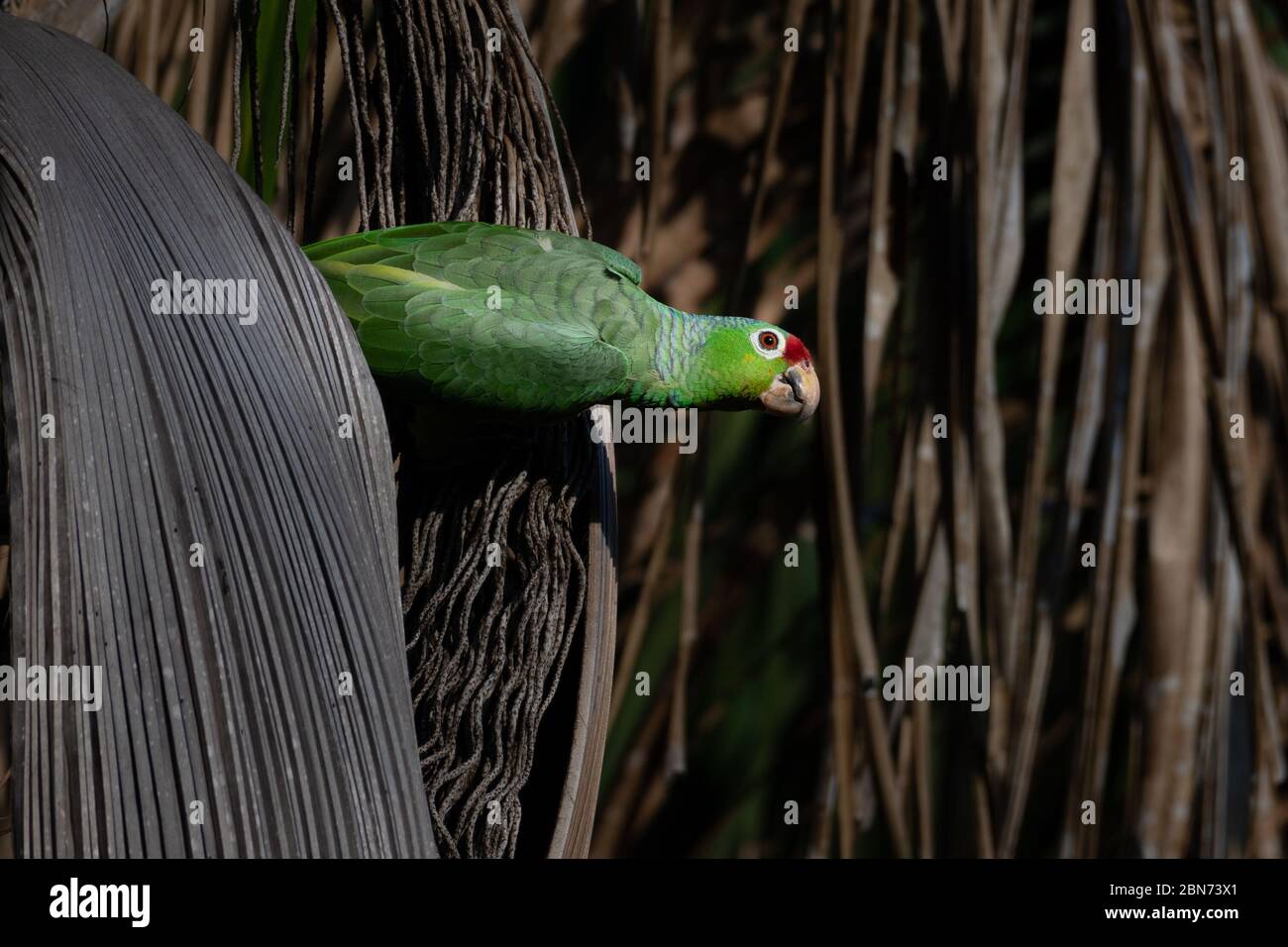 Red lored parrot amazona hi-res stock photography and images - Alamy