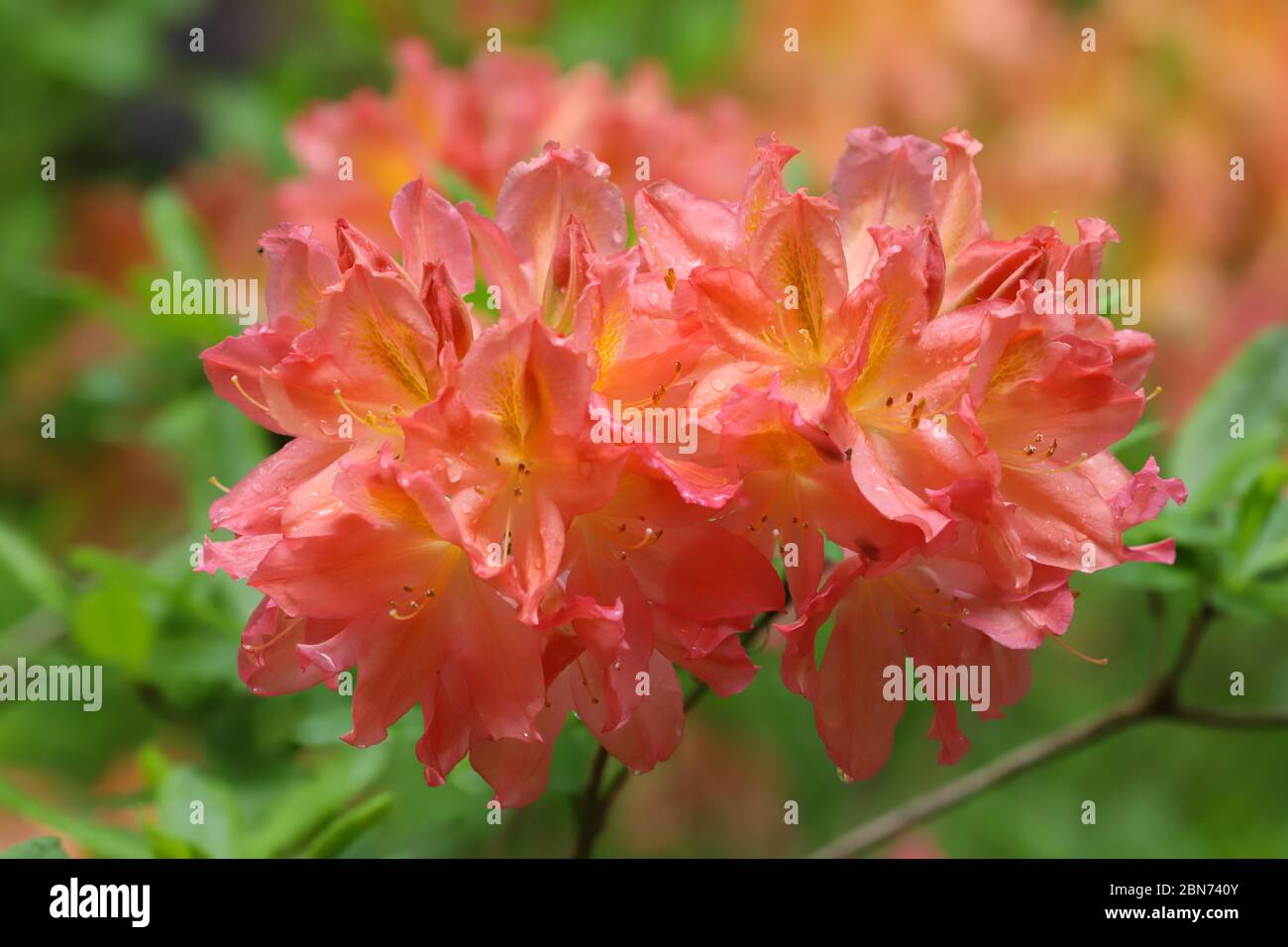 Azalea orange beauty hi-res stock photography and images - Alamy