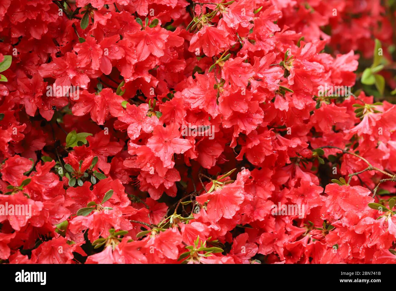 Red azalea flower hi-res stock photography and images - Alamy