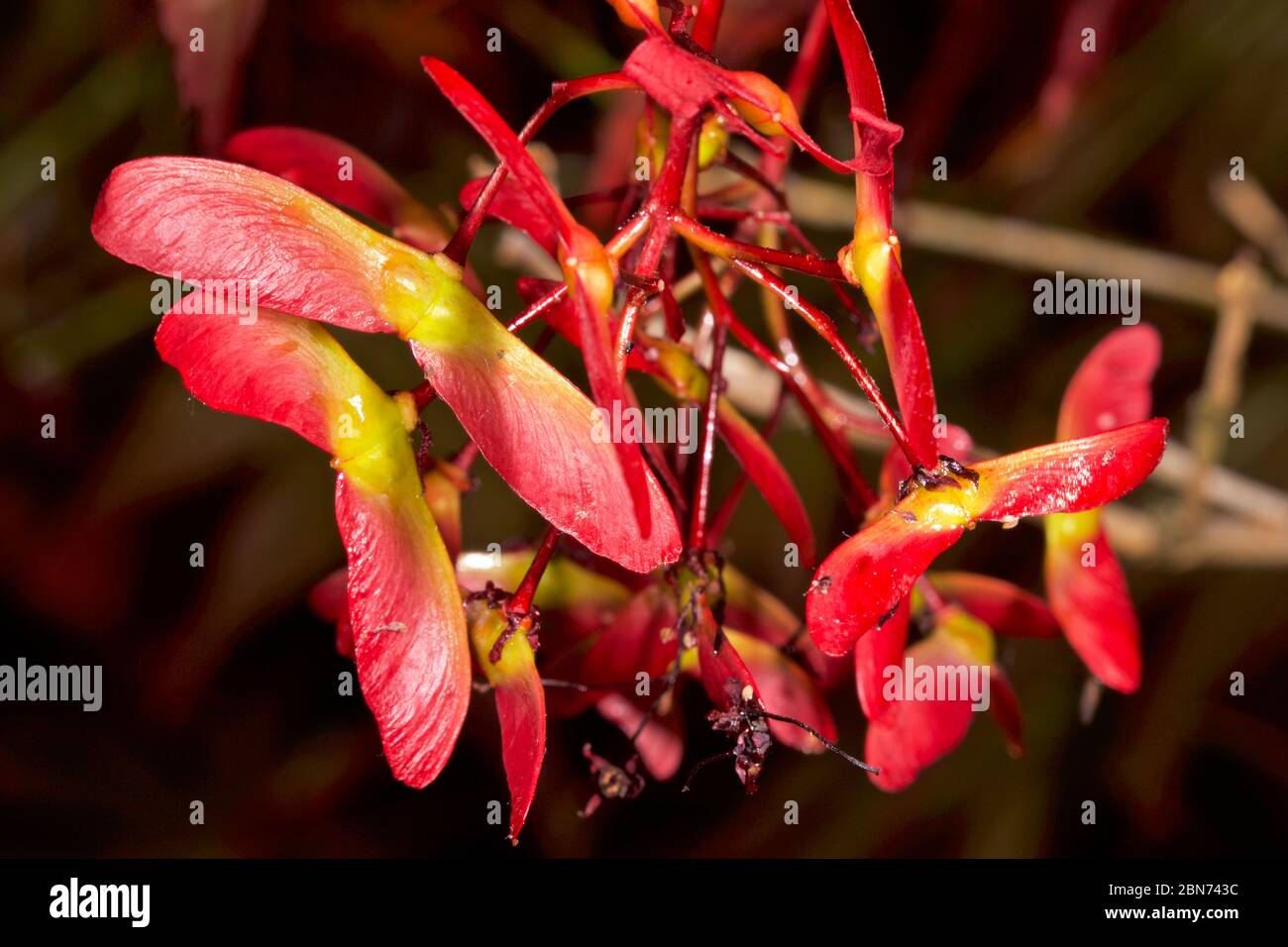 Japanese Maple Seeds Stock Photo - Alamy