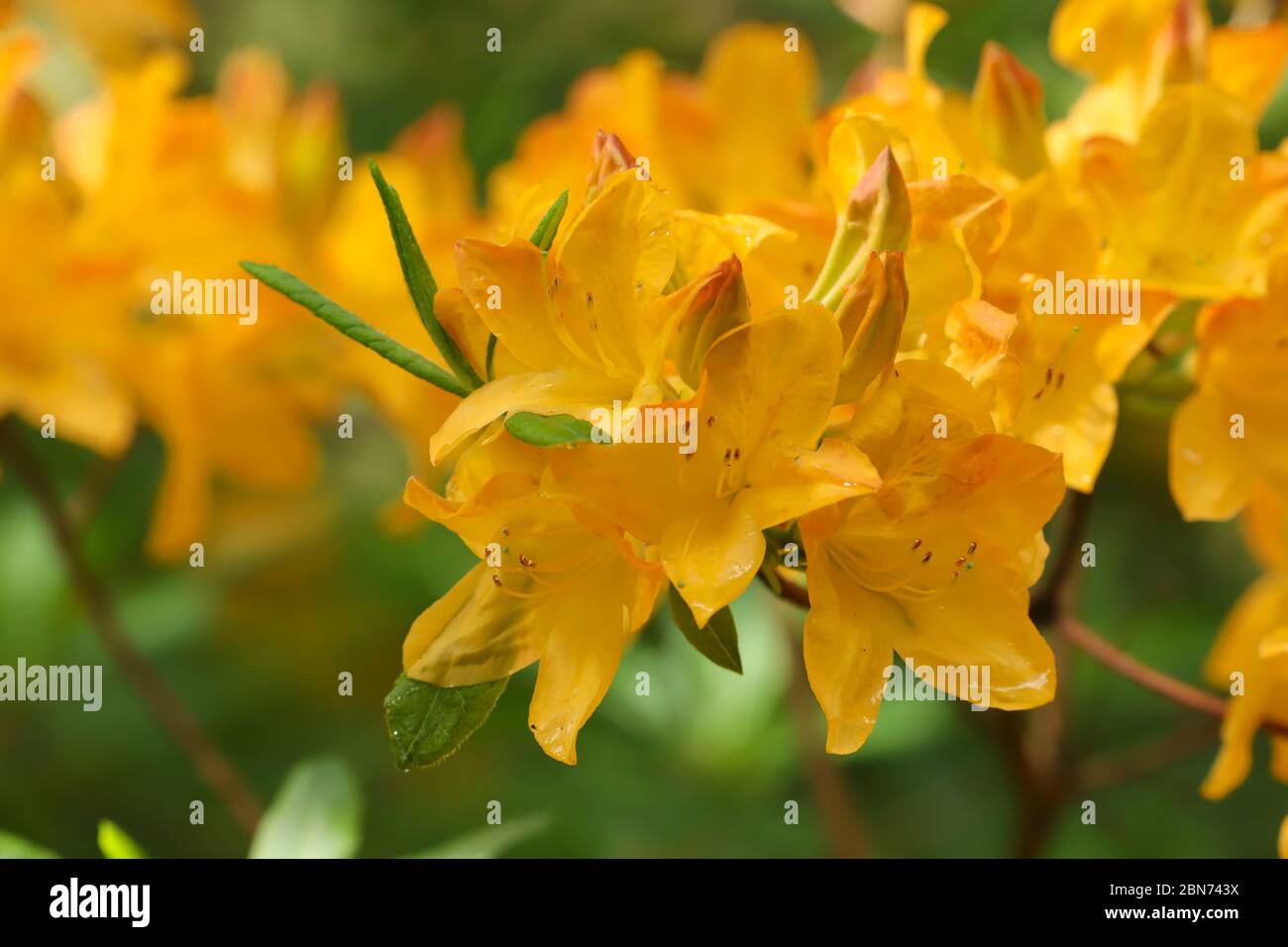 Vibrant yellow azalea flower in the spring sunshine Stock Photo - Alamy