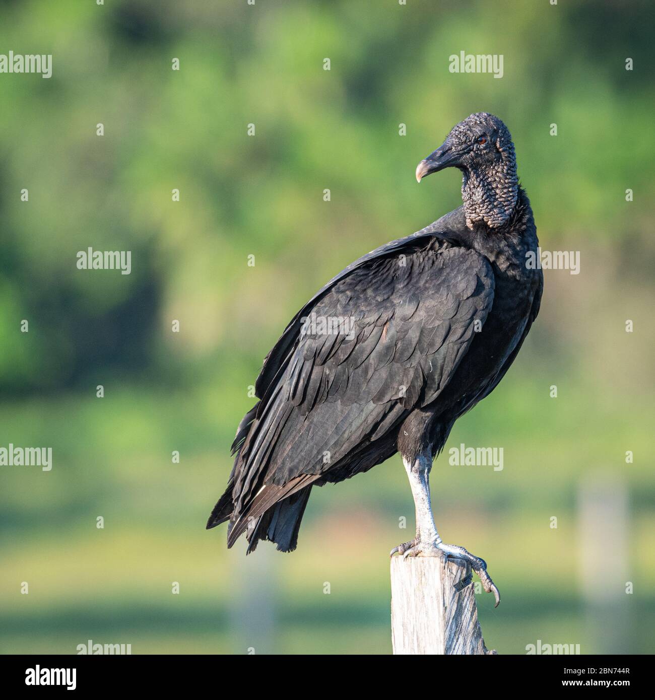 Black Vulture (coragyps atratus Stock Photo - Alamy