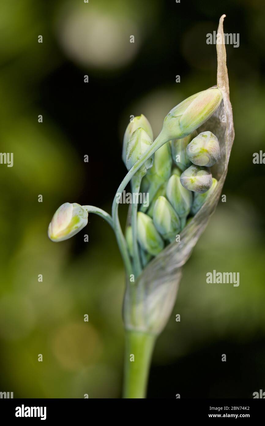 Emerging buds of the Nectaroscordum Siculum Sicilian honey garlic Stock ...