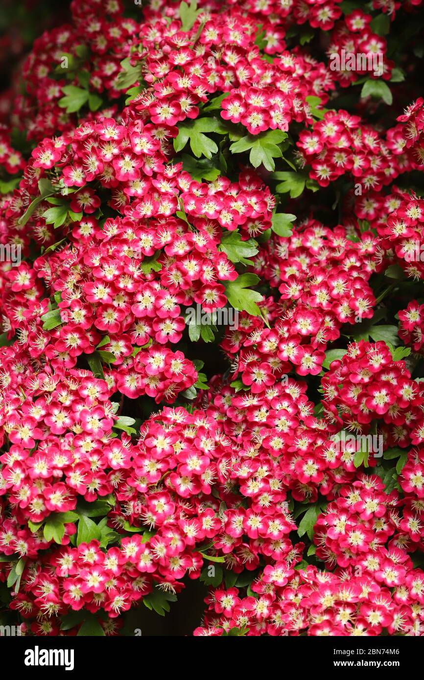 Hawthorn crimson cloud hi-res stock photography and images - Alamy