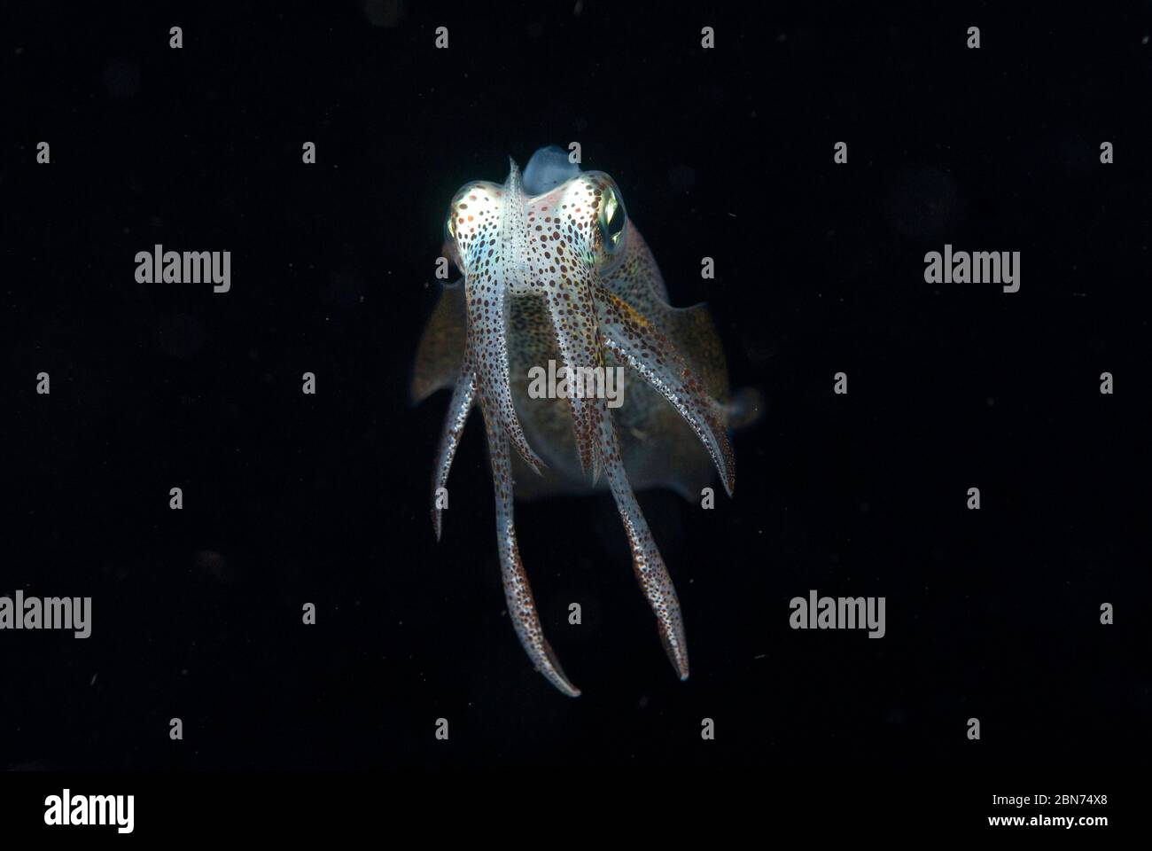 Bigfin Reef Squid, Sepioteuthis lessoniana, at night, TK1 dive site ...