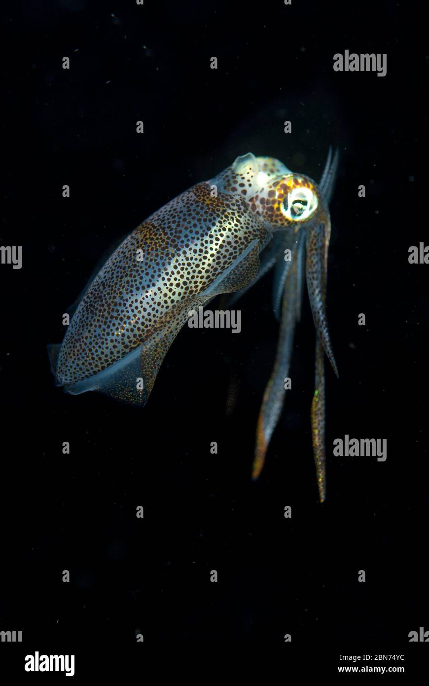 Myopsida squid indian ocean hi-res stock photography and images - Alamy