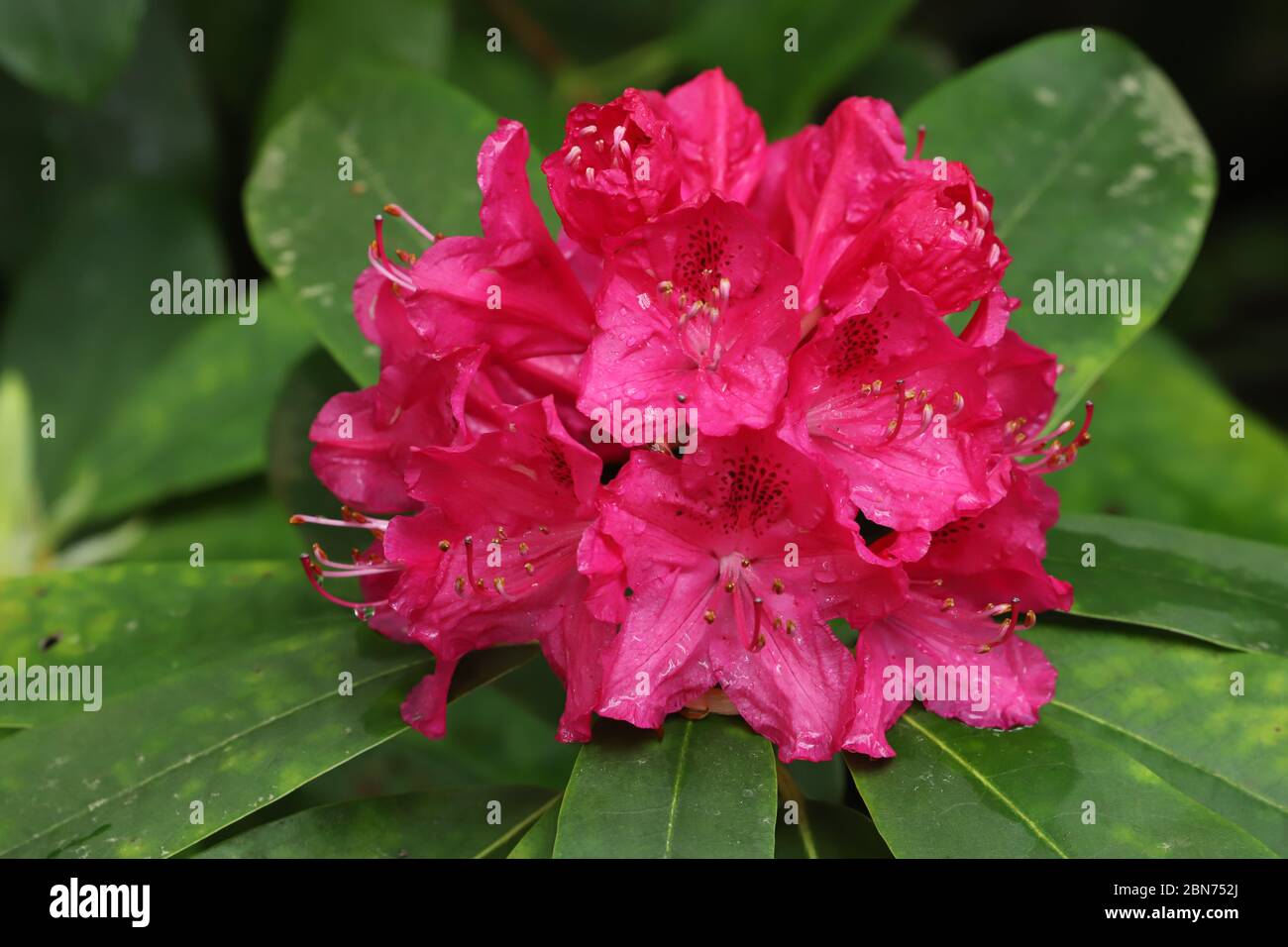 Shrubs Pink Rhododendron Shrub High Resolution Stock Photography and ...
