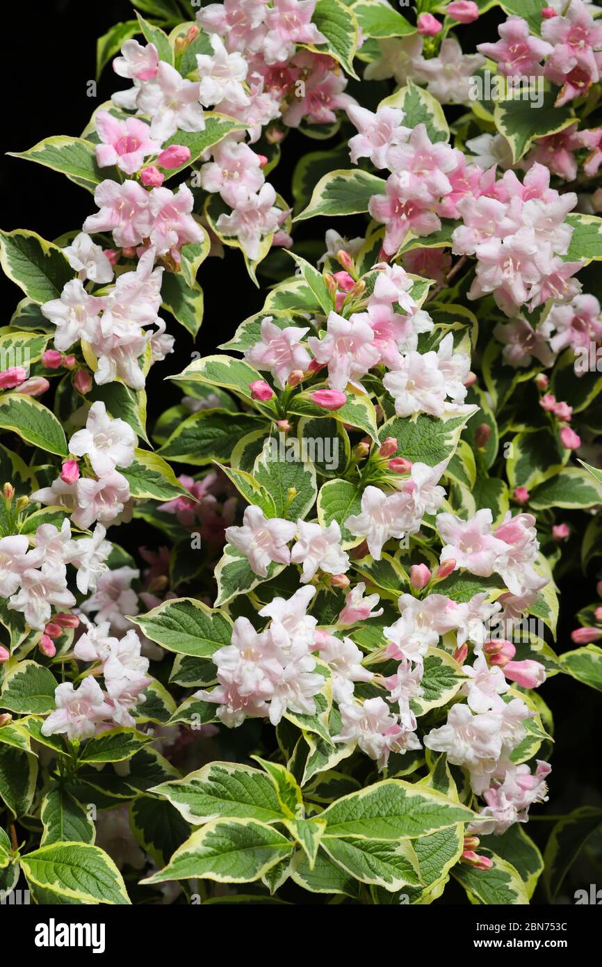 Close up of pink and white weigela flowers in the spring sunshine Stock ...